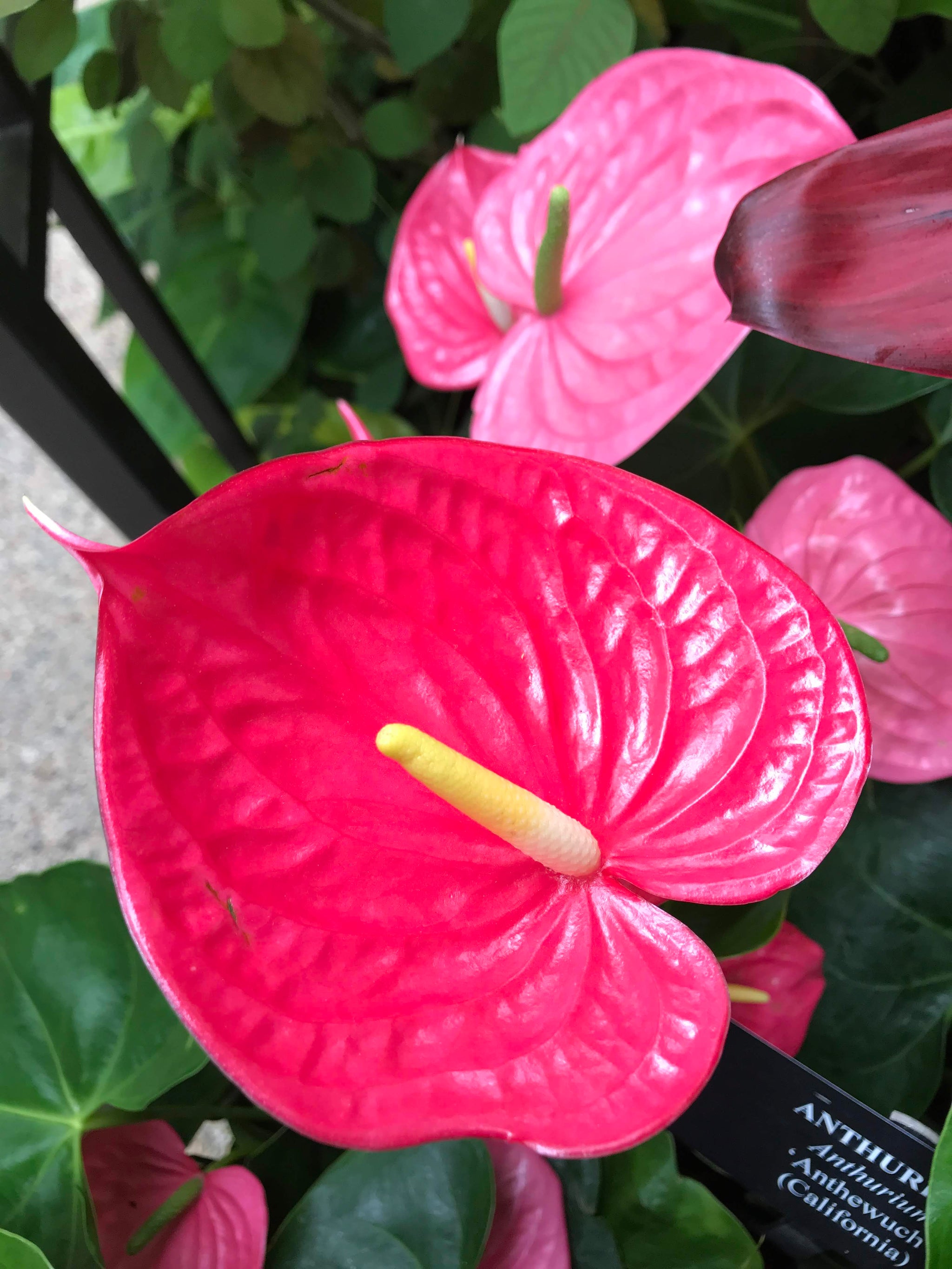 GROWING MEDIA Tagged "Coconut Coir" - Tezula LLC