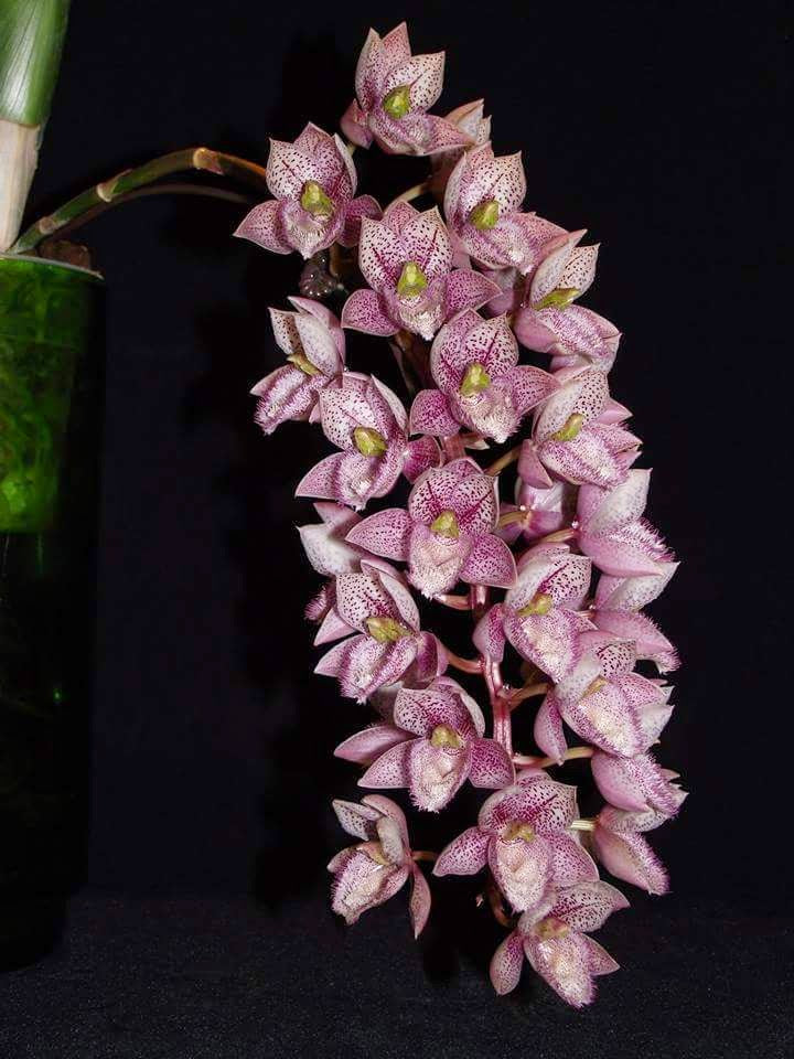 GROWING MEDIA Tagged "Coconut Coir" - Tezula LLC