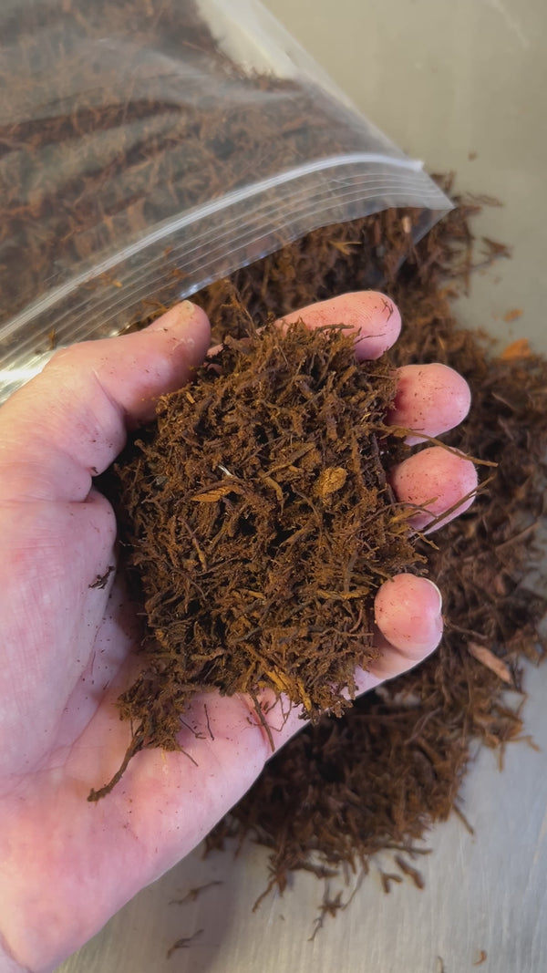 Premium New Zealand "Gritty" Tree Fern Fiber - Tezula LLC